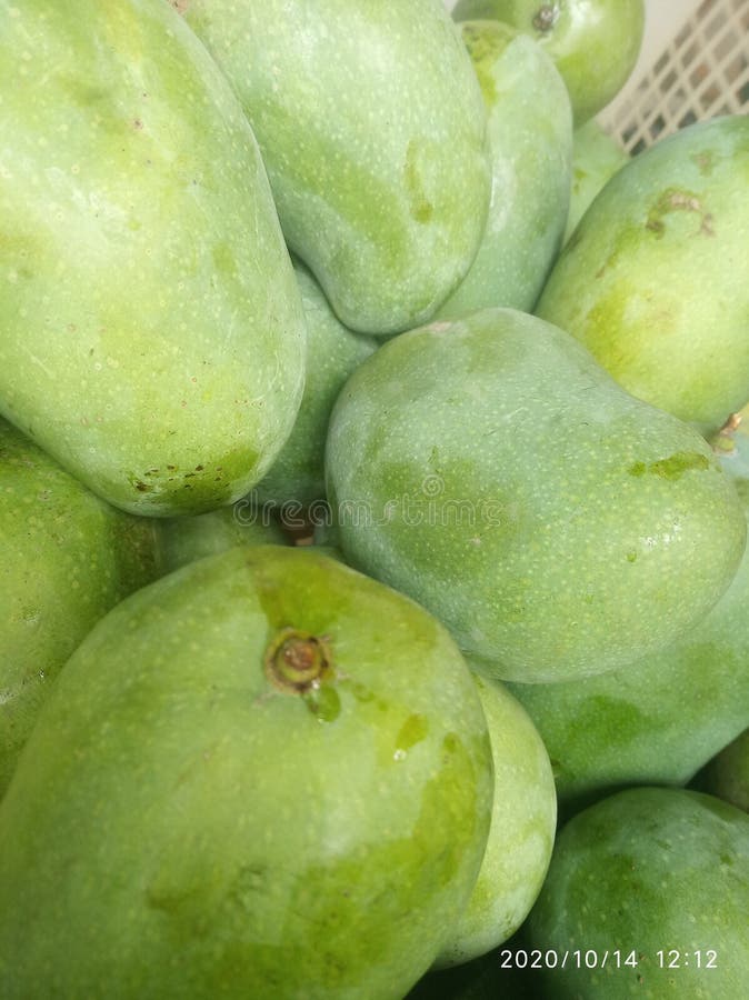 Fresh Mango Has Many Benefits for the Body Stock Photo - Image of green ...