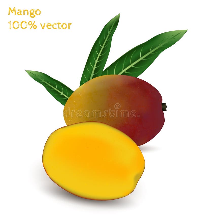Mango Cross Section Stock Illustrations – 39 Mango Cross Section Stock ...