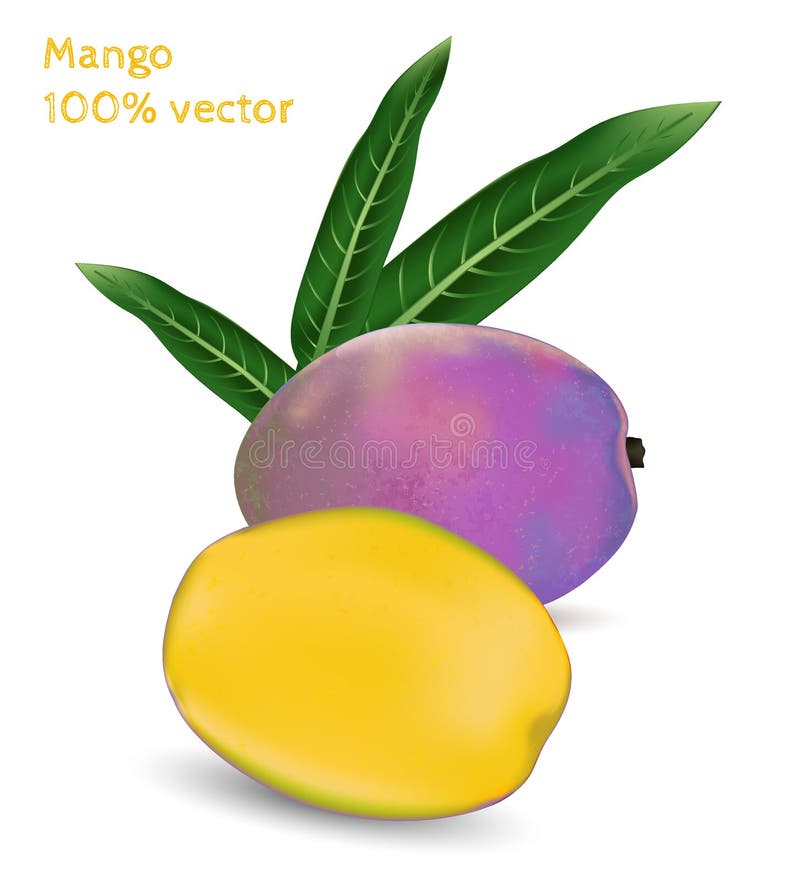 Fresh Mango with Slice of Mango. Photorealistic Vector Image. Stock ...