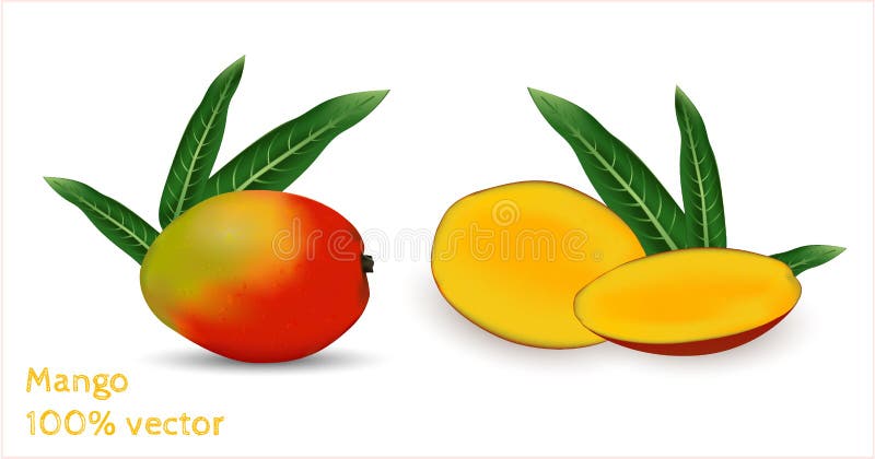 Mango Cross Stock Illustrations – 76 Mango Cross Stock Illustrations ...
