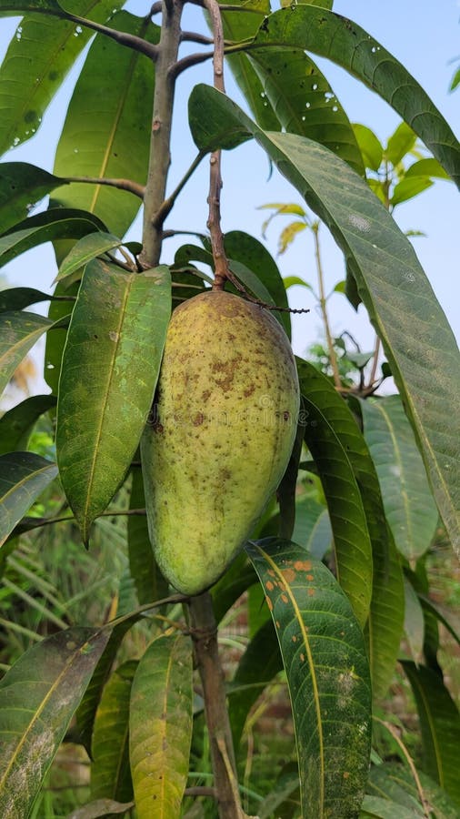 Fresh Mango on tree stock photo. Image of tree, fresh - 280205942