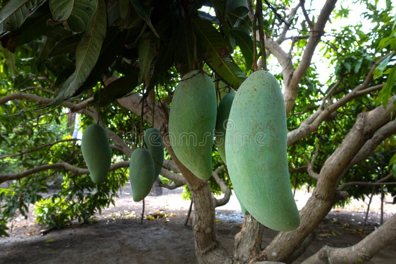 315 Little Mango Tree Stock Photos - Free & Royalty-Free Stock Photos ...