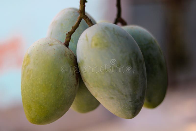 Fresh Mango with Mango Tree Stock Photo - Image of himsagar, garden ...