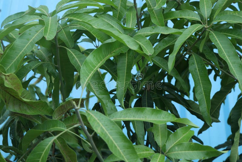 Fresh Mango Tree Leaves in Home Stock Image - Image of outdoors ...