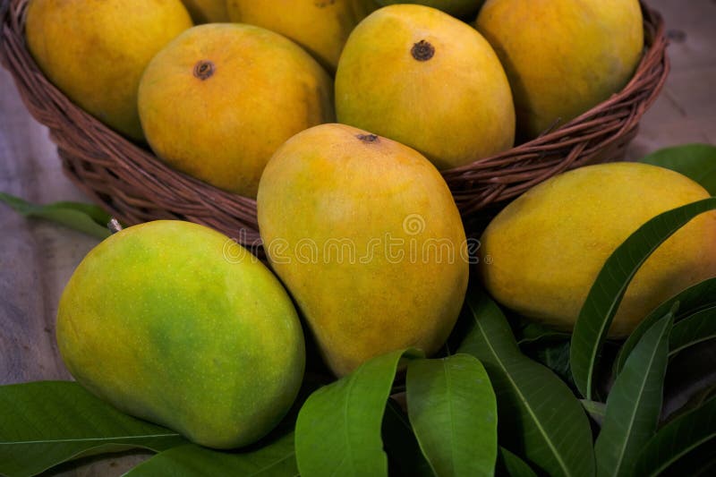 Fresh Mango Tropical Fruit with Green Leaf, Ripe Mango in Grass Stock ...