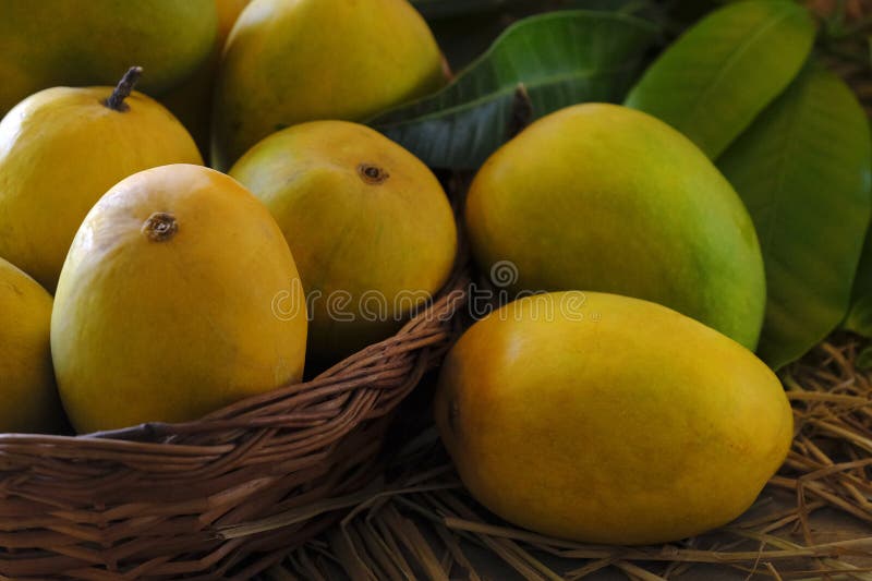 Fresh Mango Tropical Fruit with Green Leaf, Ripe Mango in Grass Stock ...