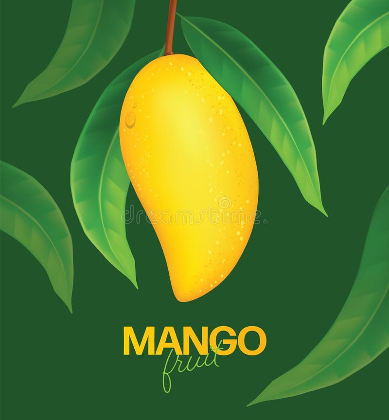 Fresh Mango Vector Illustration Stock Vector - Illustration of ...