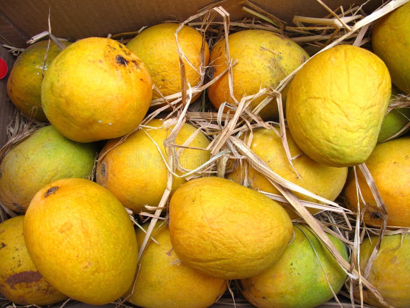 Fresh Mangoes stock image. Image of tasty, india, agriculture - 14230277