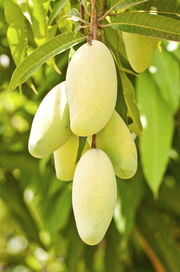 Fresh mangoes stock image. Image of nature, farm, feed - 24575215