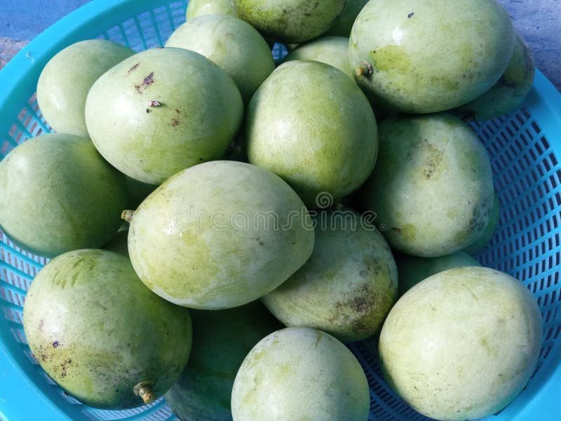 Fresh mangoes in basket stock photo. Image of basket - 342120728