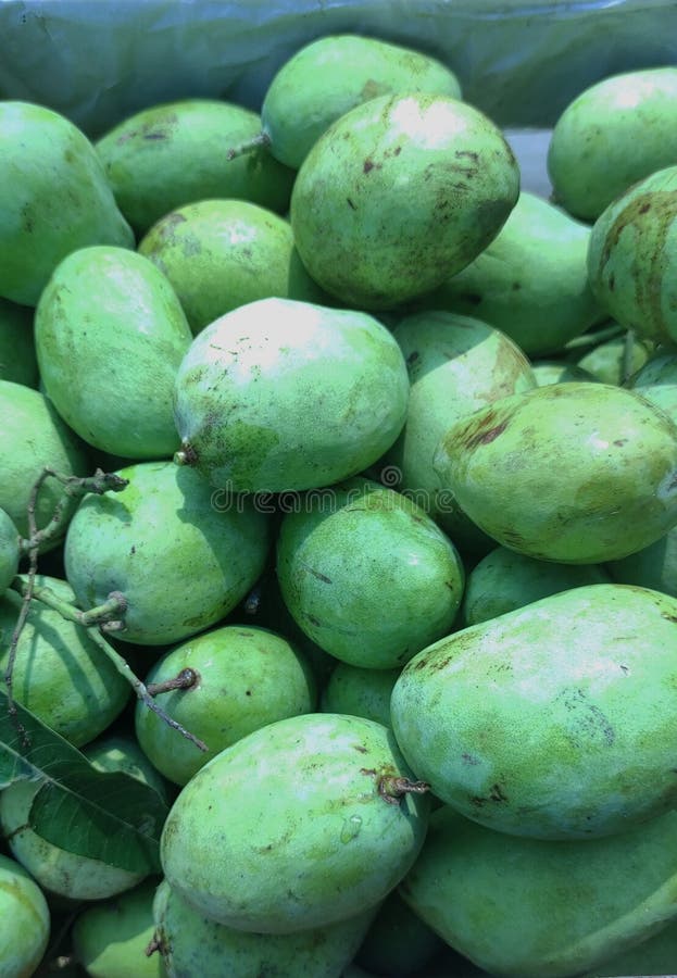 Fresh Mangoes Just Picked from the Tree Stock Photo - Image of diet ...
