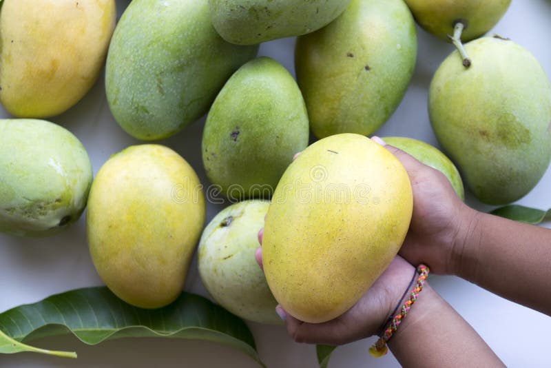 Fresh mango stock image. Image of green, nature, health - 71995095