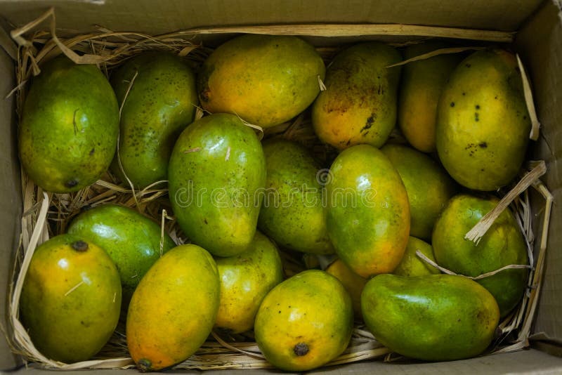 Fresh Mangoes Packed in a Box Stock Photo - Image of mangoes, alphonso ...