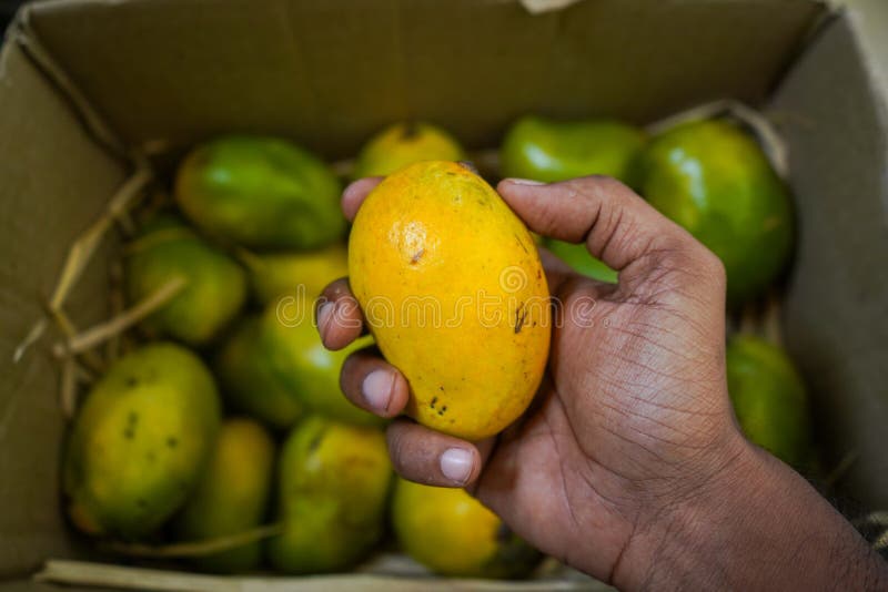 Fresh Mangoes Packed in Box Stock Photo - Image of packing, dish: 248714670
