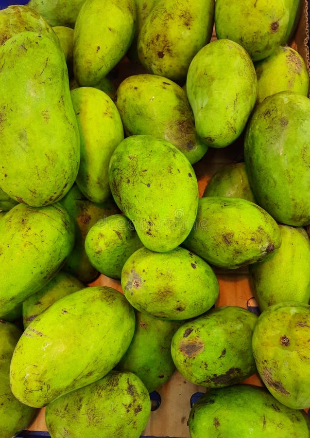 Fresh mangoes in a bucket stock image. Image of bucket - 218664239
