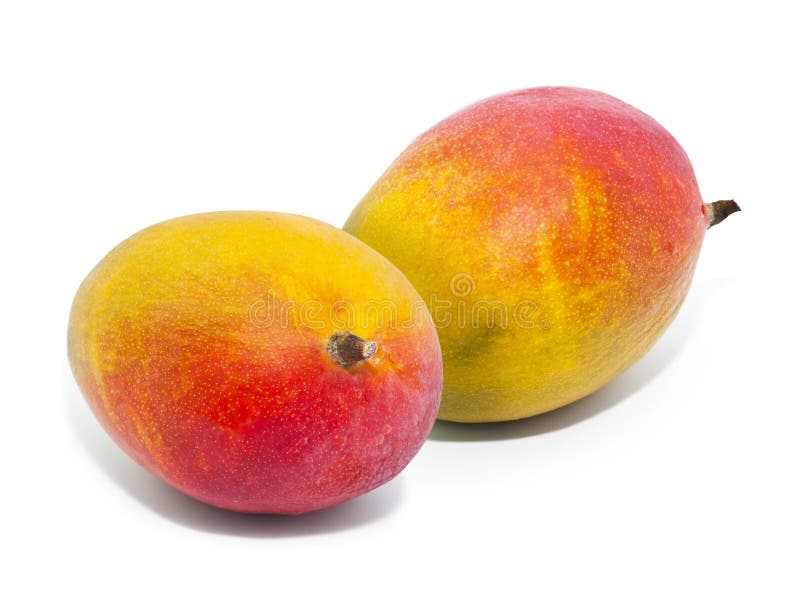 Mango big stock photo. Image of venezuela, mango, hibrid - 95585352