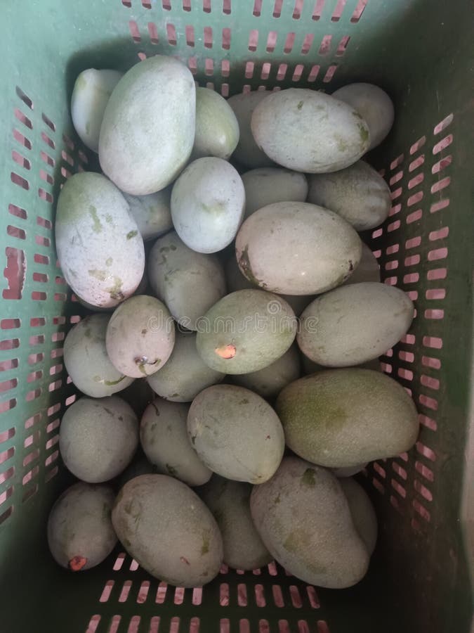 Fresh Mangos on the Basket in the Farm Stock Image - Image of leaf ...