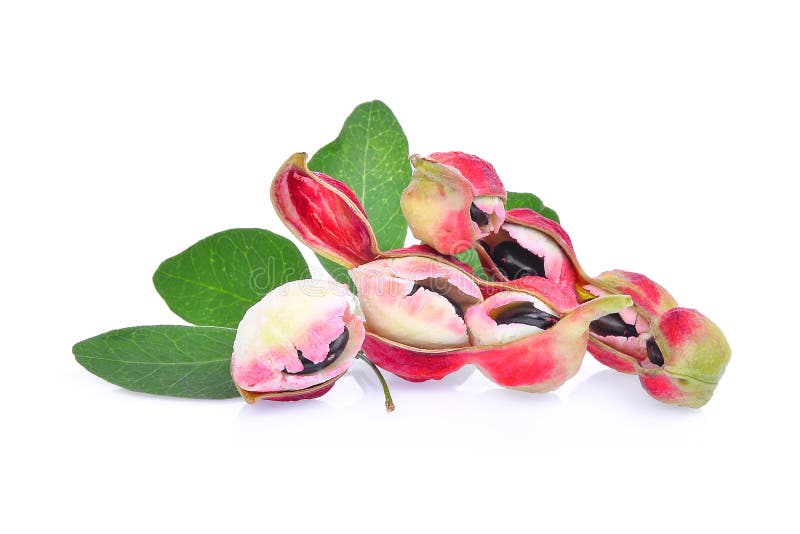 Fresh Manila Tamarind, Mexican Guamuchil Stock Photo - Image of closeup ...