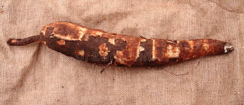 Fresh manioc root stock photo. Image of tropical, botany - 108700406