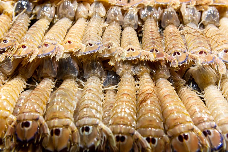 Fresh Mantis Shrimp on Fish Market Stock Image - Image of italy, deli ...