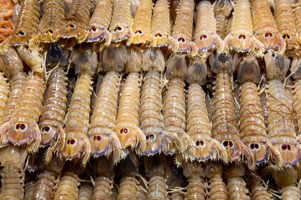 Fresh Mantis Shrimp on Fish Market Stock Image - Image of ingredient ...