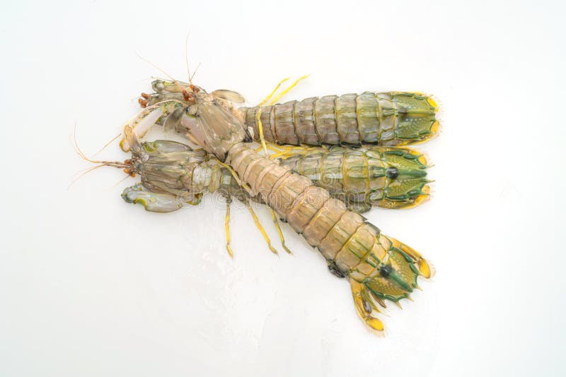 327 Mantis Shrimp Isolated Stock Photos - Free & Royalty-Free Stock ...