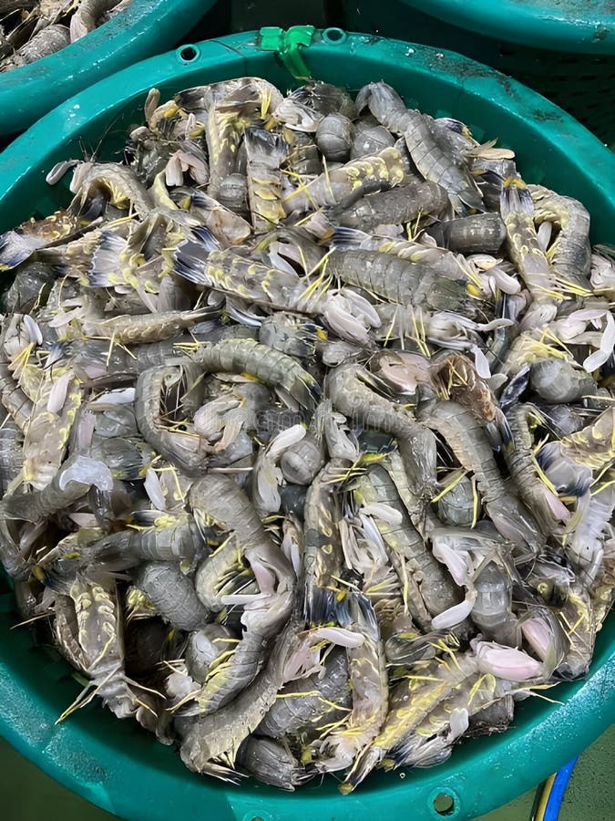 Fresh Mantis Shrimp in the Market Stock Image - Image of mantis, ocean ...