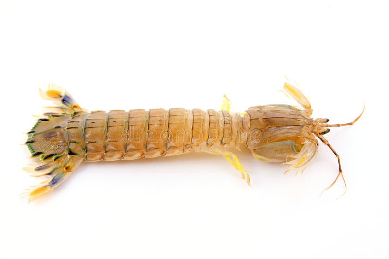 Fresh Mantis Shrimp on a White Background Stock Image - Image of meals ...