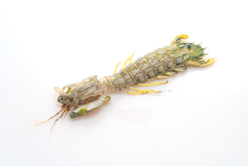 1,238 Fresh Mantis Shrimp Stock Photos - Free & Royalty-Free Stock ...