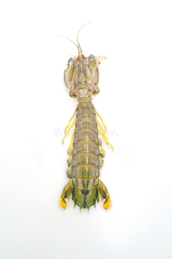 1,238 Fresh Mantis Shrimp Stock Photos - Free & Royalty-Free Stock ...