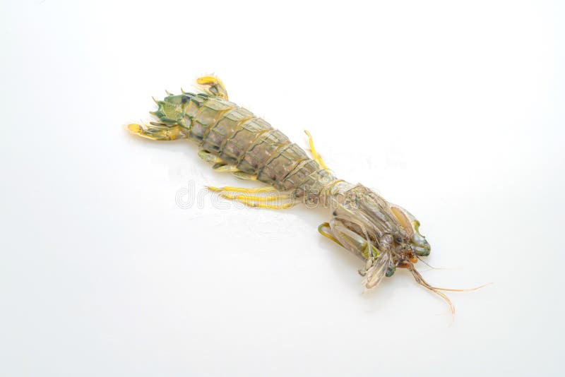 1,238 Fresh Mantis Shrimp Stock Photos - Free & Royalty-Free Stock ...