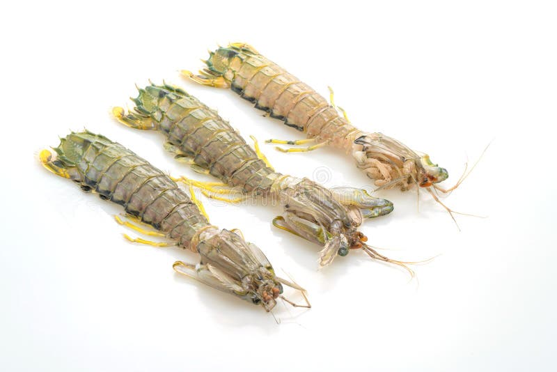 1,238 Fresh Mantis Shrimp Stock Photos - Free & Royalty-Free Stock ...