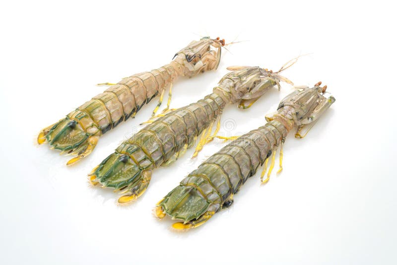 Fresh Mantis Shrimp on White Background Stock Image - Image of healthy ...