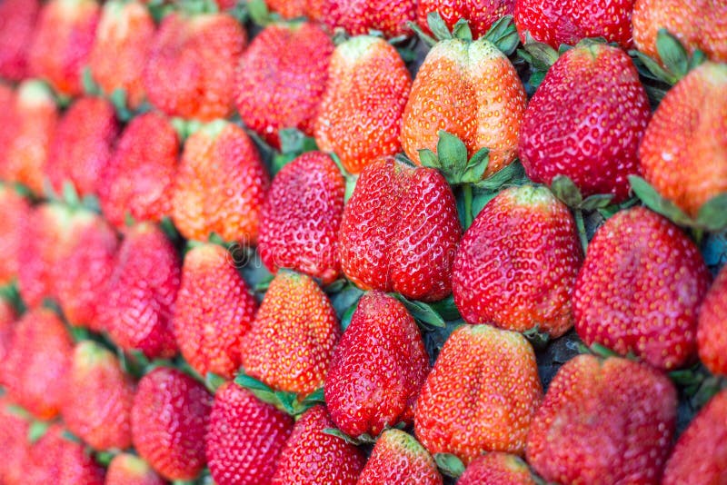 Many Strawberry Berries are Flowers. Stock Image - Image of field ...
