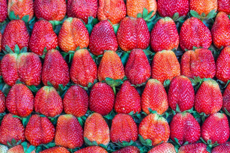 Many Strawberry Berries are Flowers. Stock Image - Image of field ...