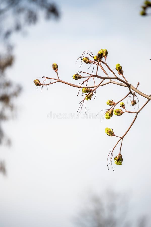 Fresh Maple Buds on Branches Against a Light Sky Stock Image - Image of ...