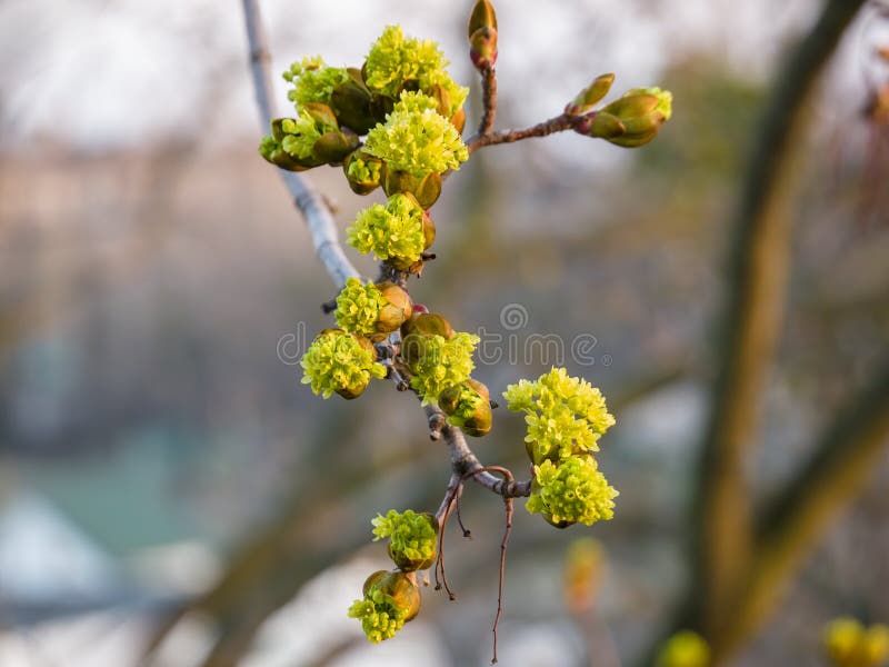 Fresh Maple Flowers, Inflorescence, on a Tree Branch, Spring Day Stock ...