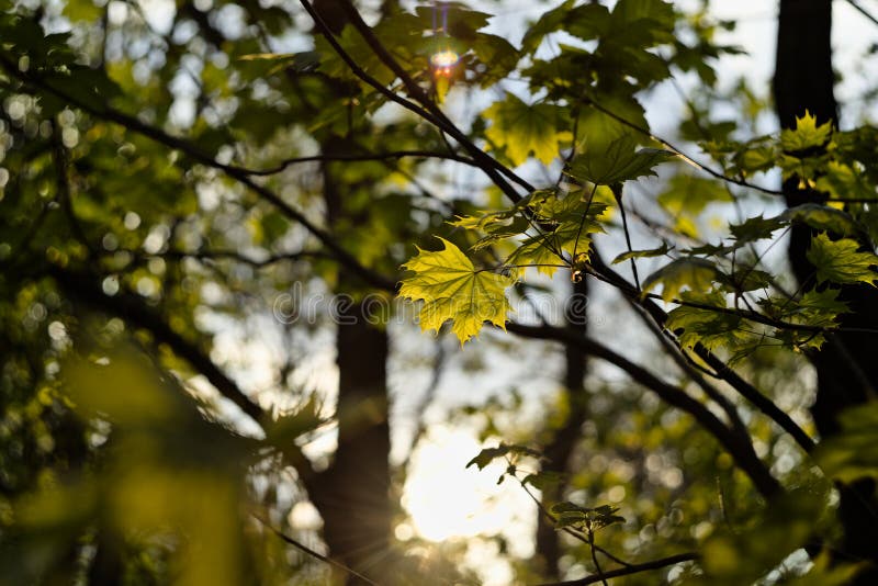 Fresh Maple Leaf in Spring Sunlight Stock Image - Image of color, tree ...
