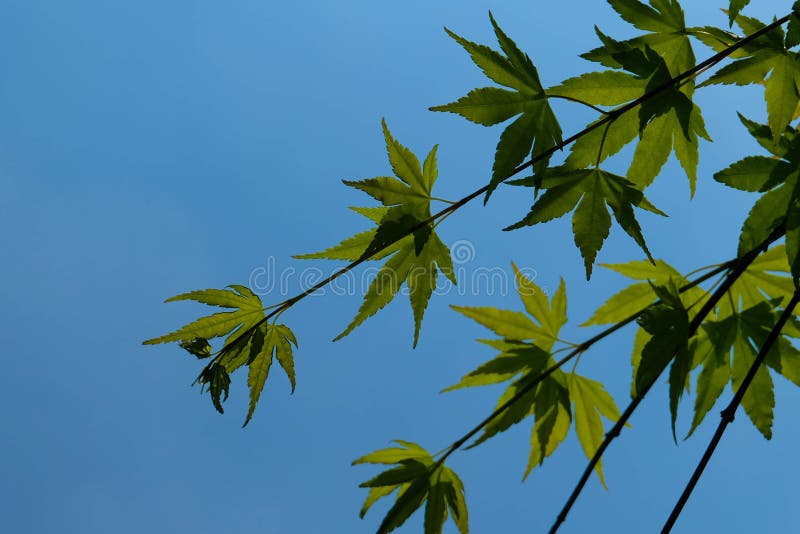 Fresh Maple Leaf stock photo. Image of sunshine, shadow - 91114156