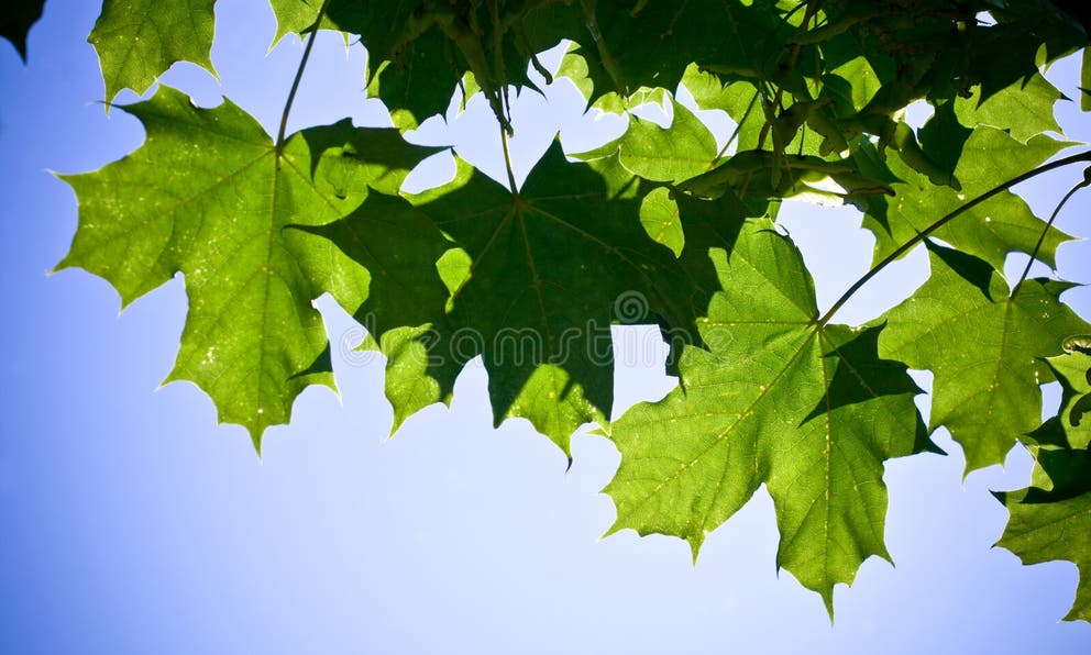 Fresh maple leaves stock photo. Image of colorful, green - 15858662