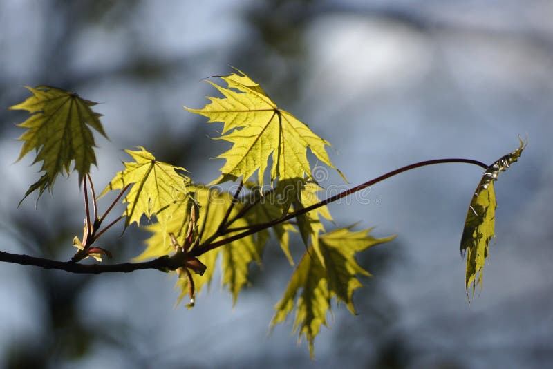 Fresh Spring Maple Leaves on a Blue Background Stock Photo - Image of ...