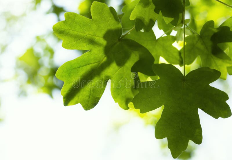 Fresh Maple-Leaves on a Tree Stock Photo - Image of green, fresh: 34983996