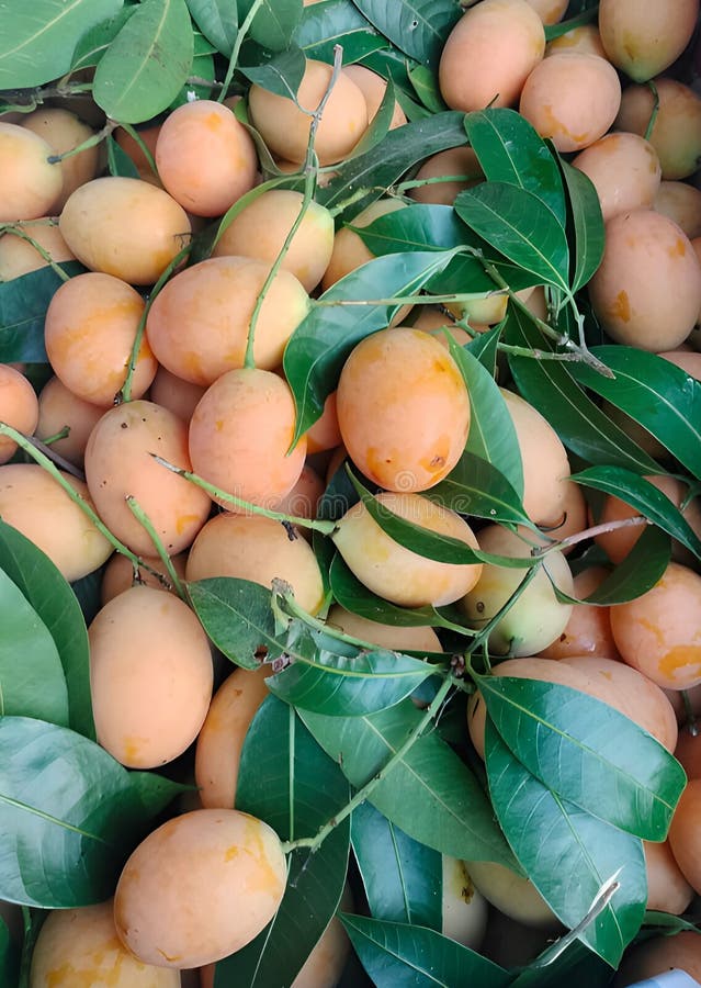 Fresh Maprang Fruit in the Market Stock Image - Image of ripe, natural ...