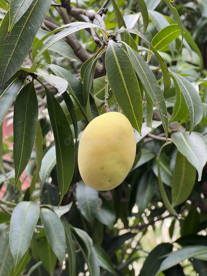 Fresh Maprang on a tree stock image. Image of diet, color - 317765691