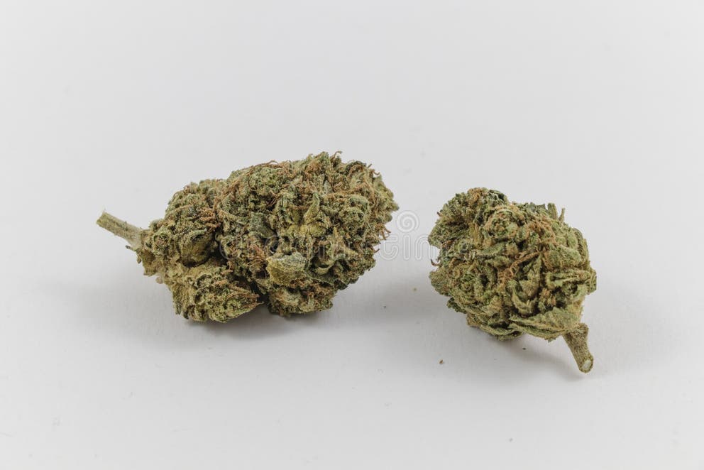 Fresh marijuana buds stock image. Image of green, ganja - 110893723