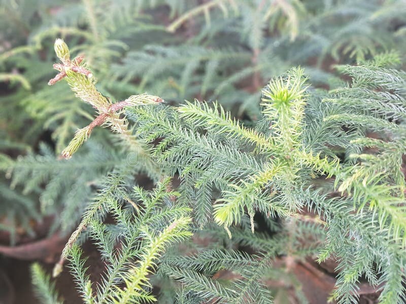 Marijuana Leaves, a Young Beautiful Cannabis Plant Medical Marijuana on ...