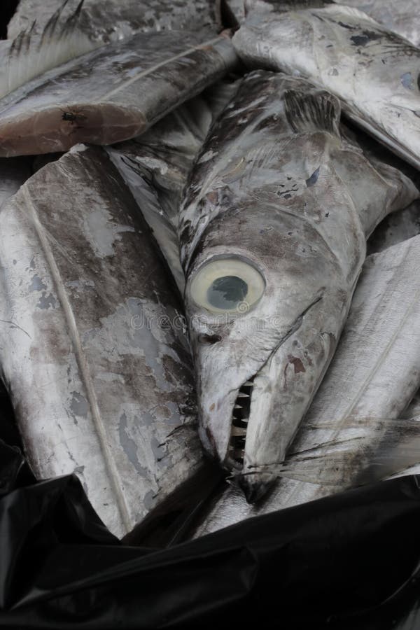 Ikan Layur Stock Photos - Free & Royalty-Free Stock Photos from Dreamstime