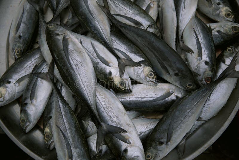 Fresh Marine Fish Preparing for Food in Fresh Market Stock Image ...
