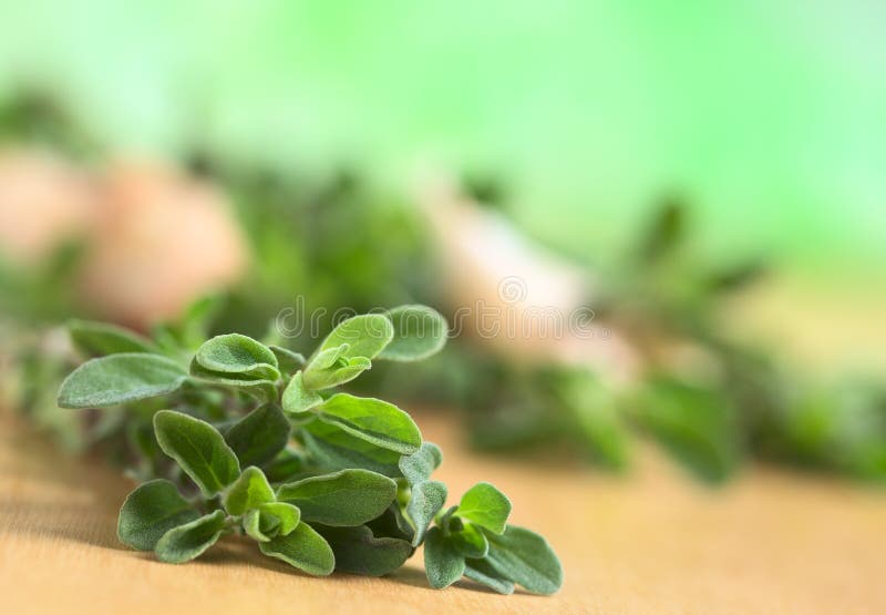 Fresh marjoram stock photo. Image of recipe, herb, decorated - 7575476