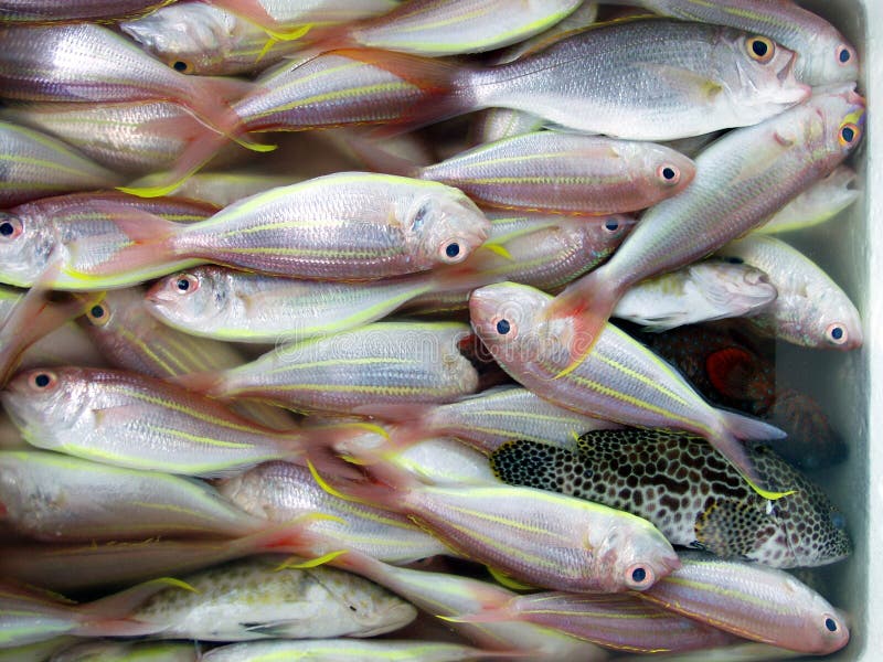 Fresh Market Fish stock image. Image of saltwater, slimy - 6929221